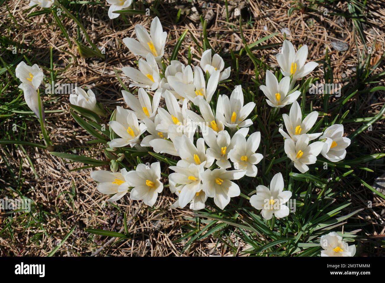 Crocus flowers in high mountains hi-res stock photography and images ...