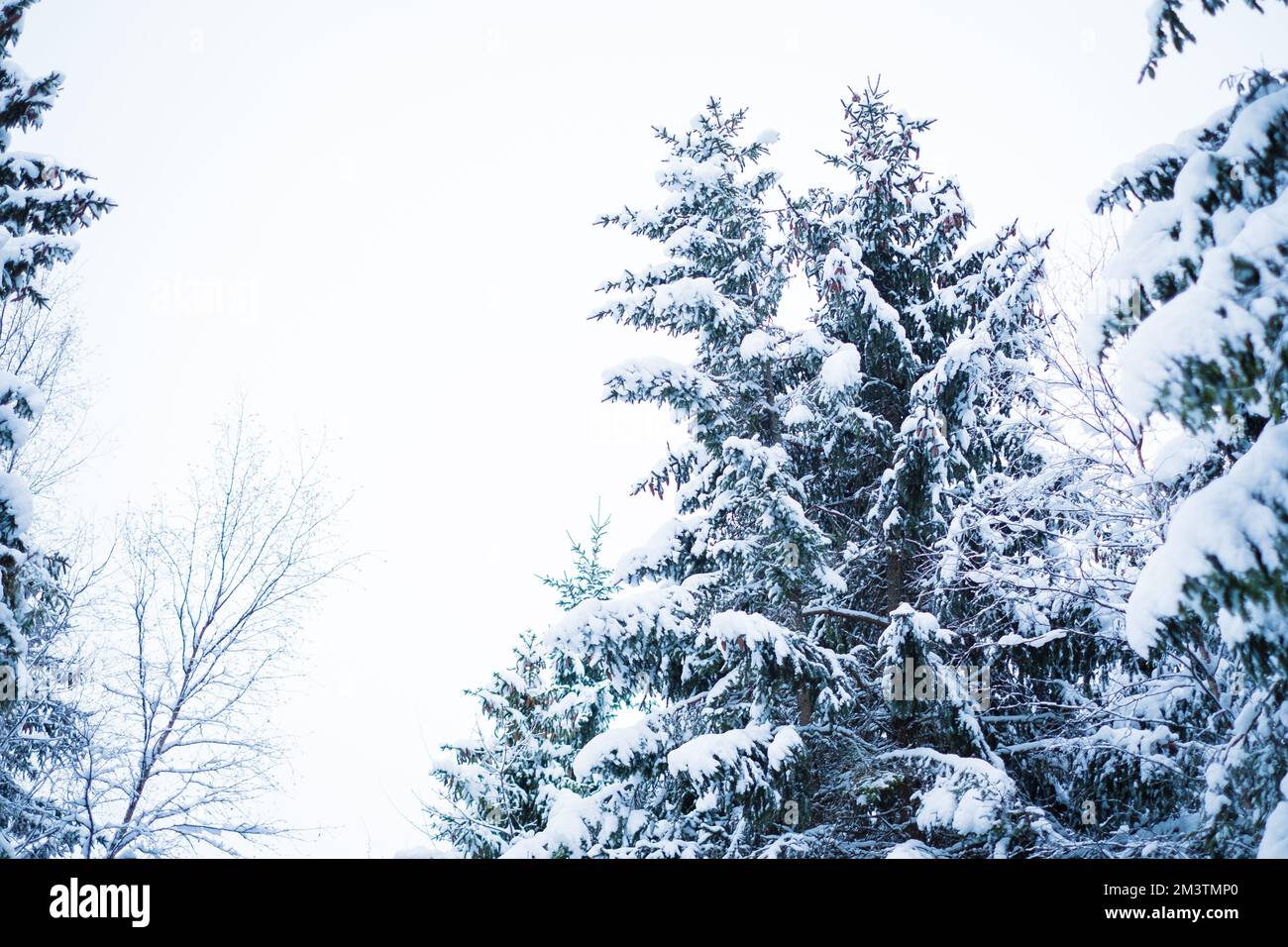 Winter scene in Northern Europe with beautiful snow covered spruce ...