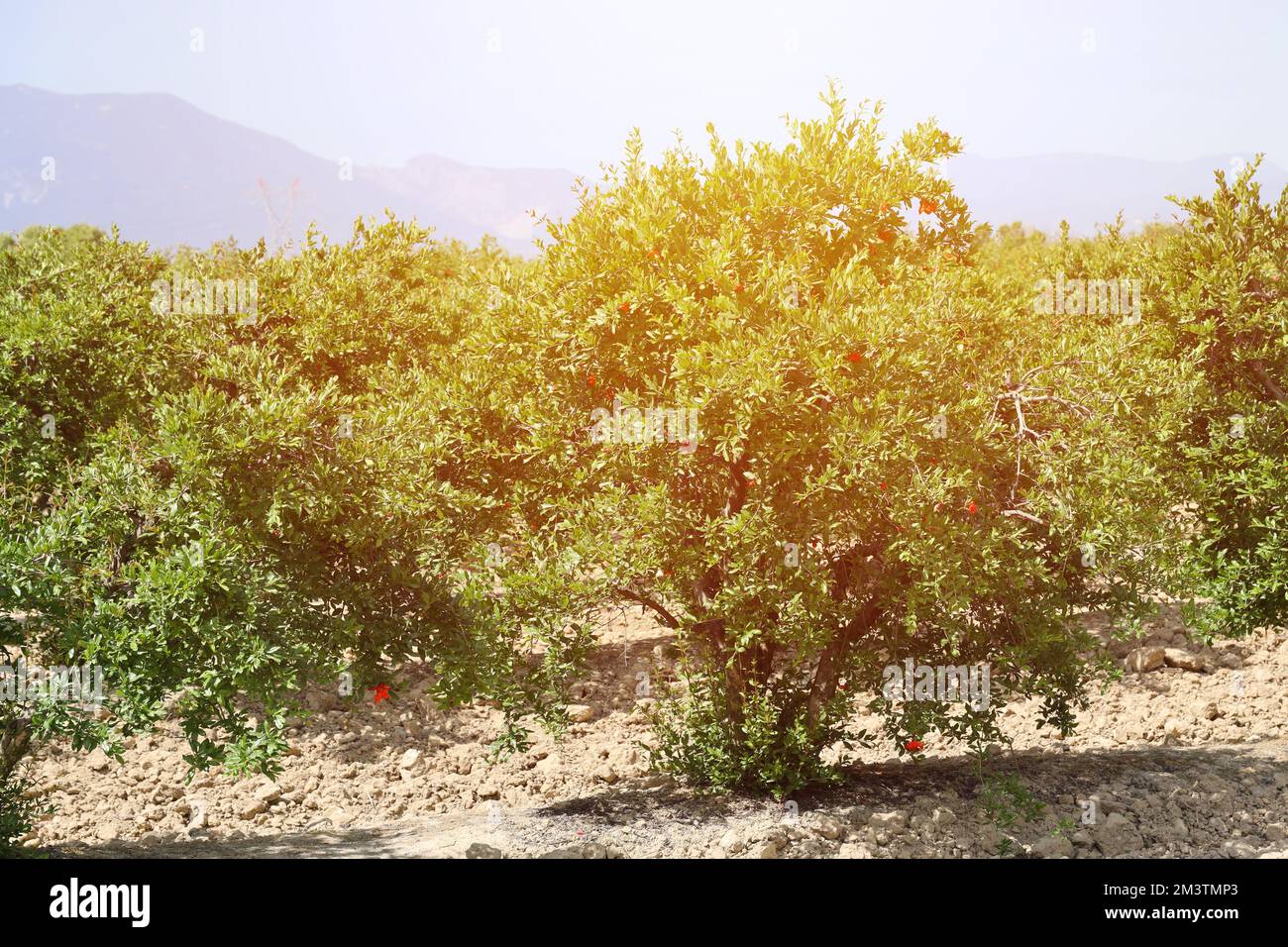 Ripe healthy and delicious pomegranates. Beautiful summer with fruit ...