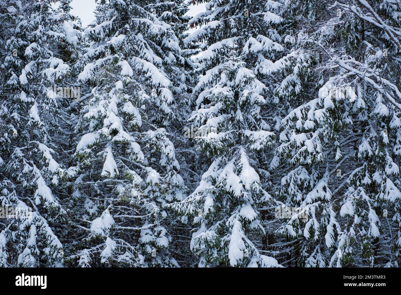 Winter scene in Northern Europe with beautiful snow covered spruce ...