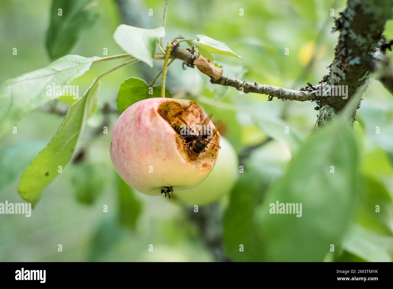 Apple pest hi-res stock photography and images - Alamy