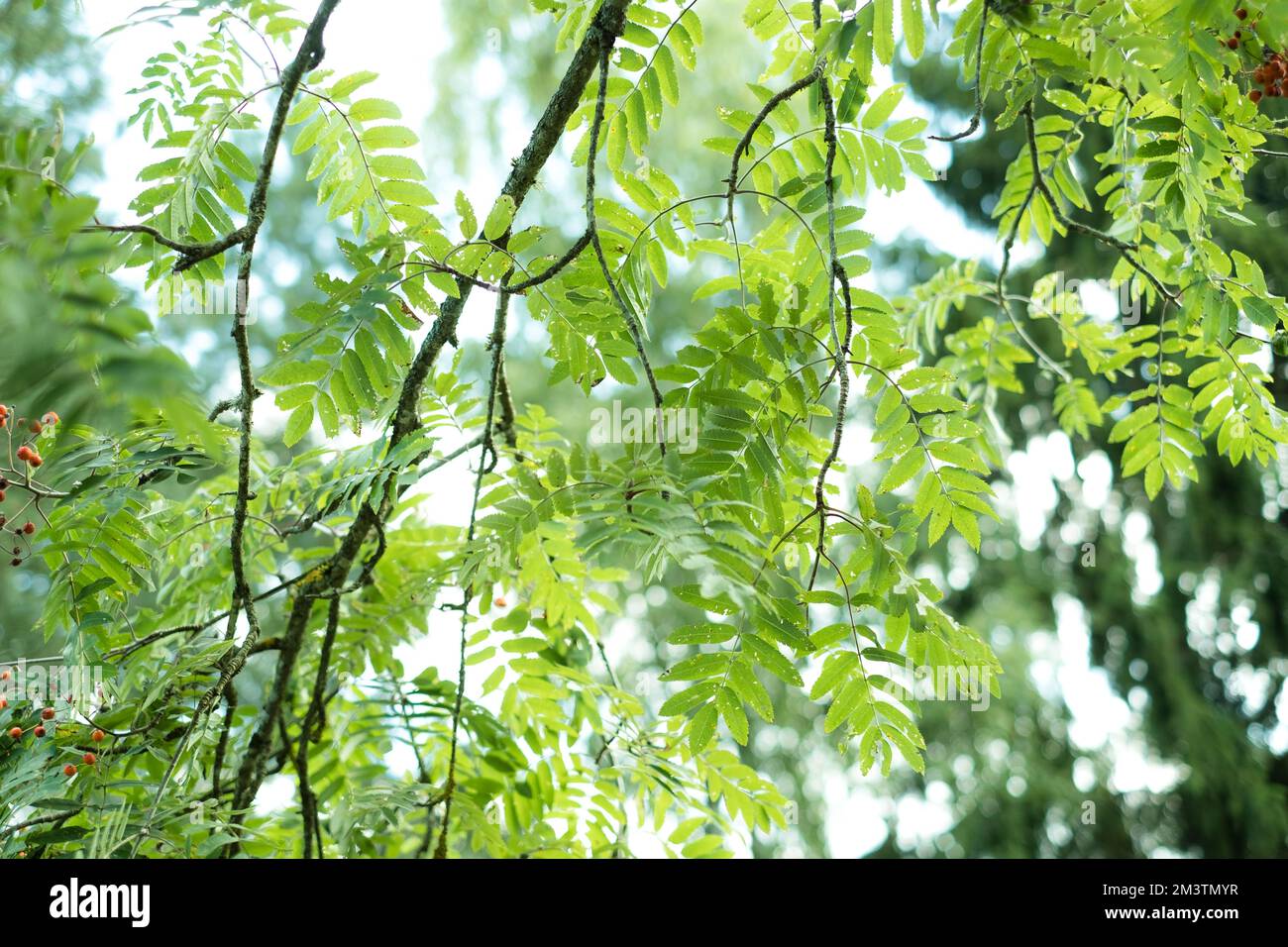 Mountain ash tree autumn foliage hi-res stock photography and images ...
