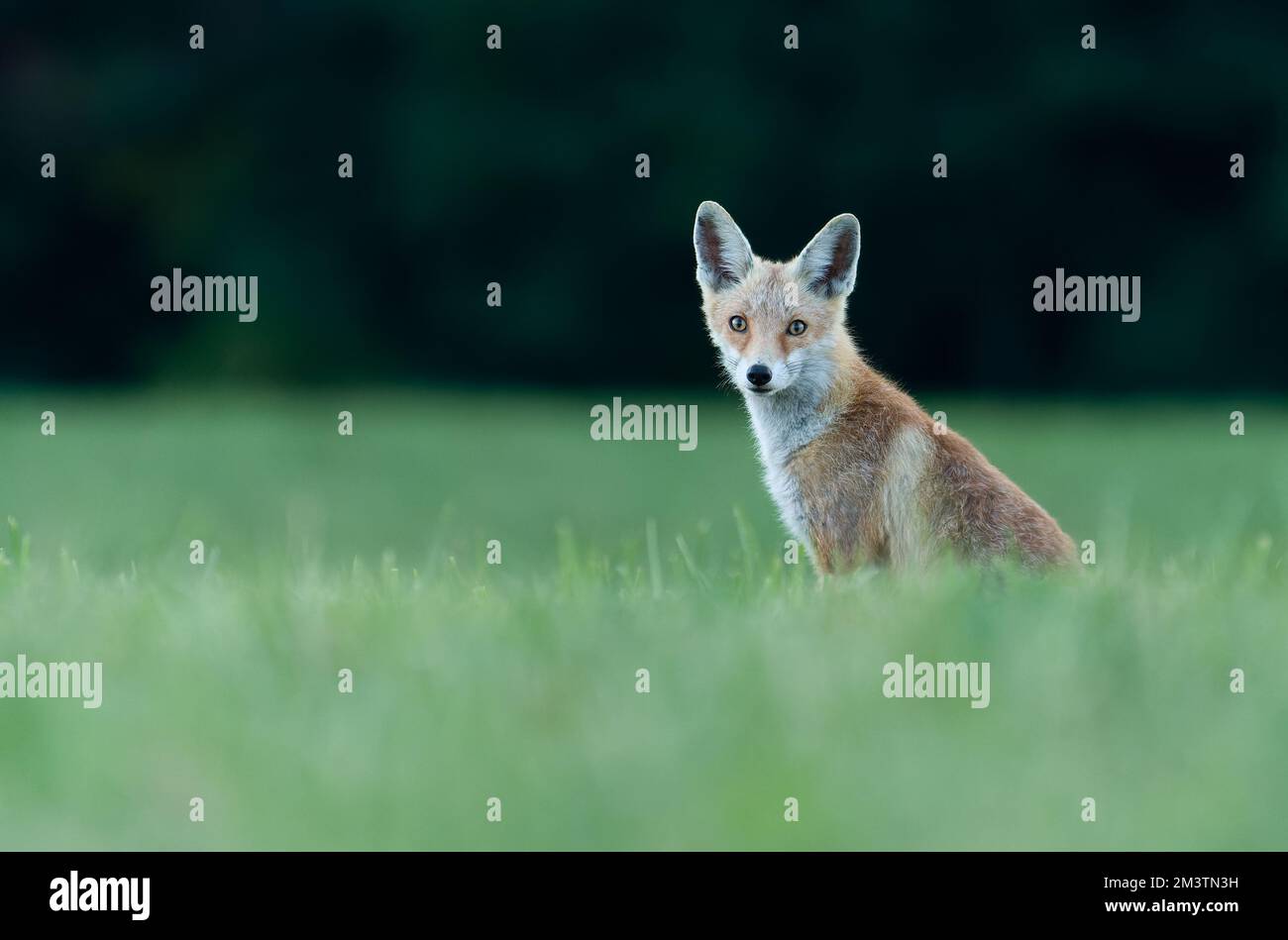 A view of a beautiful fox walking in a field with fresh grass Stock ...