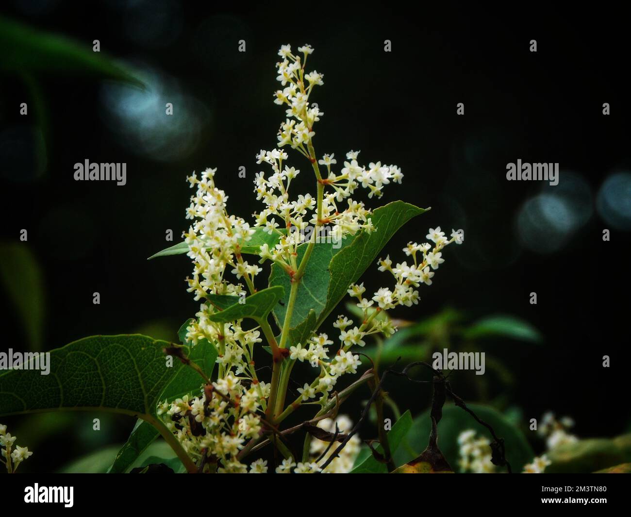 Reynoutria japonica flower hi-res stock photography and images - Alamy