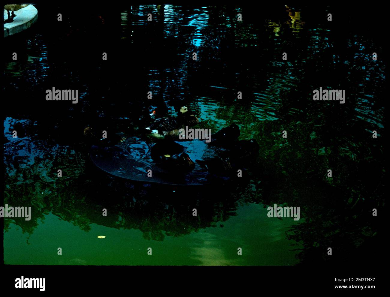 Small flock of ducks floating on water , Zoos, Ducks, Zoo animals ...