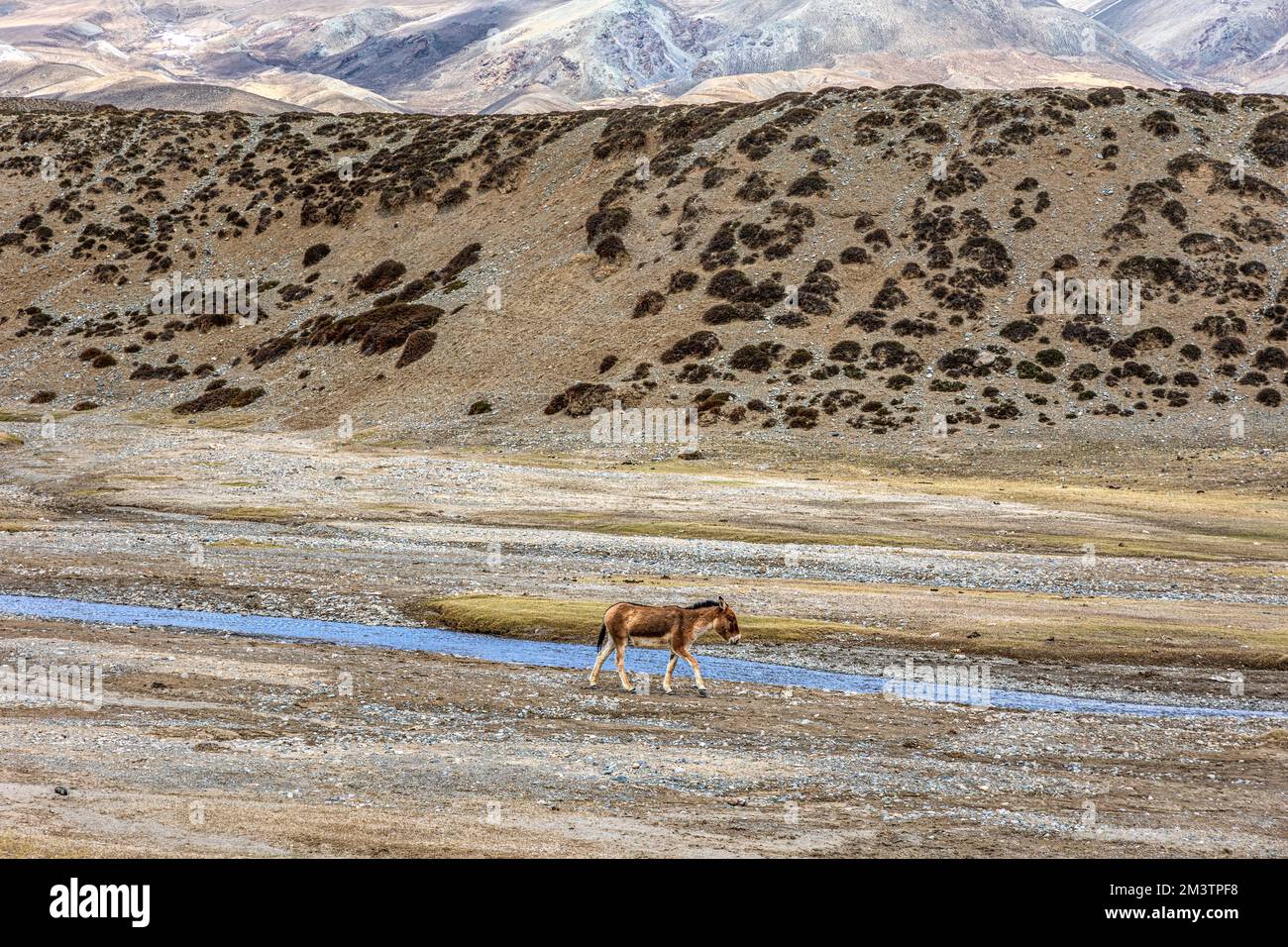 A Tibetan wild donkey (Kiang) in Zhada County, Ali Prefecture, Tibet ...