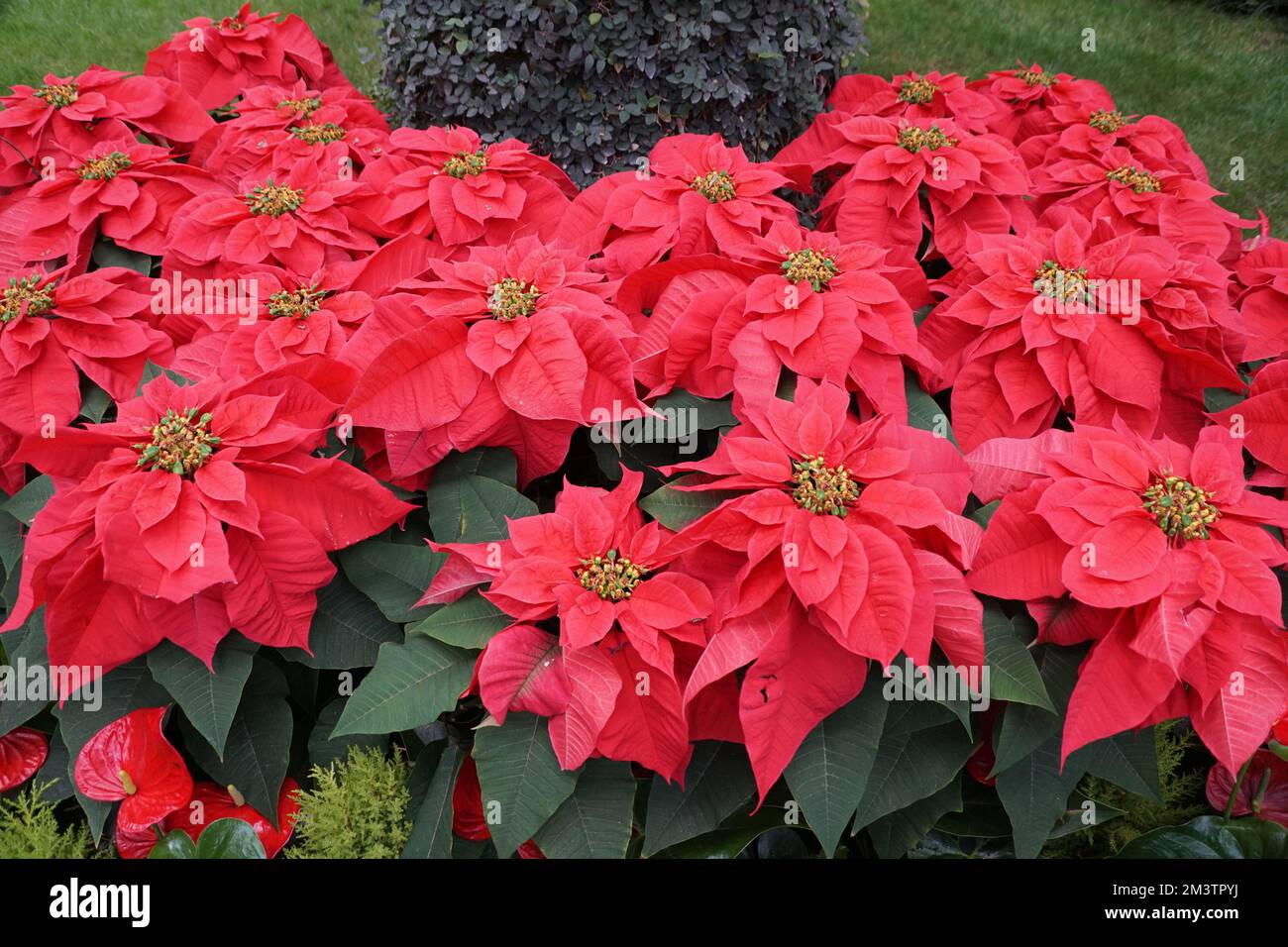 Beautiful bright 'Santa Claus Red' Poinsettia plants Stock Photo - Alamy