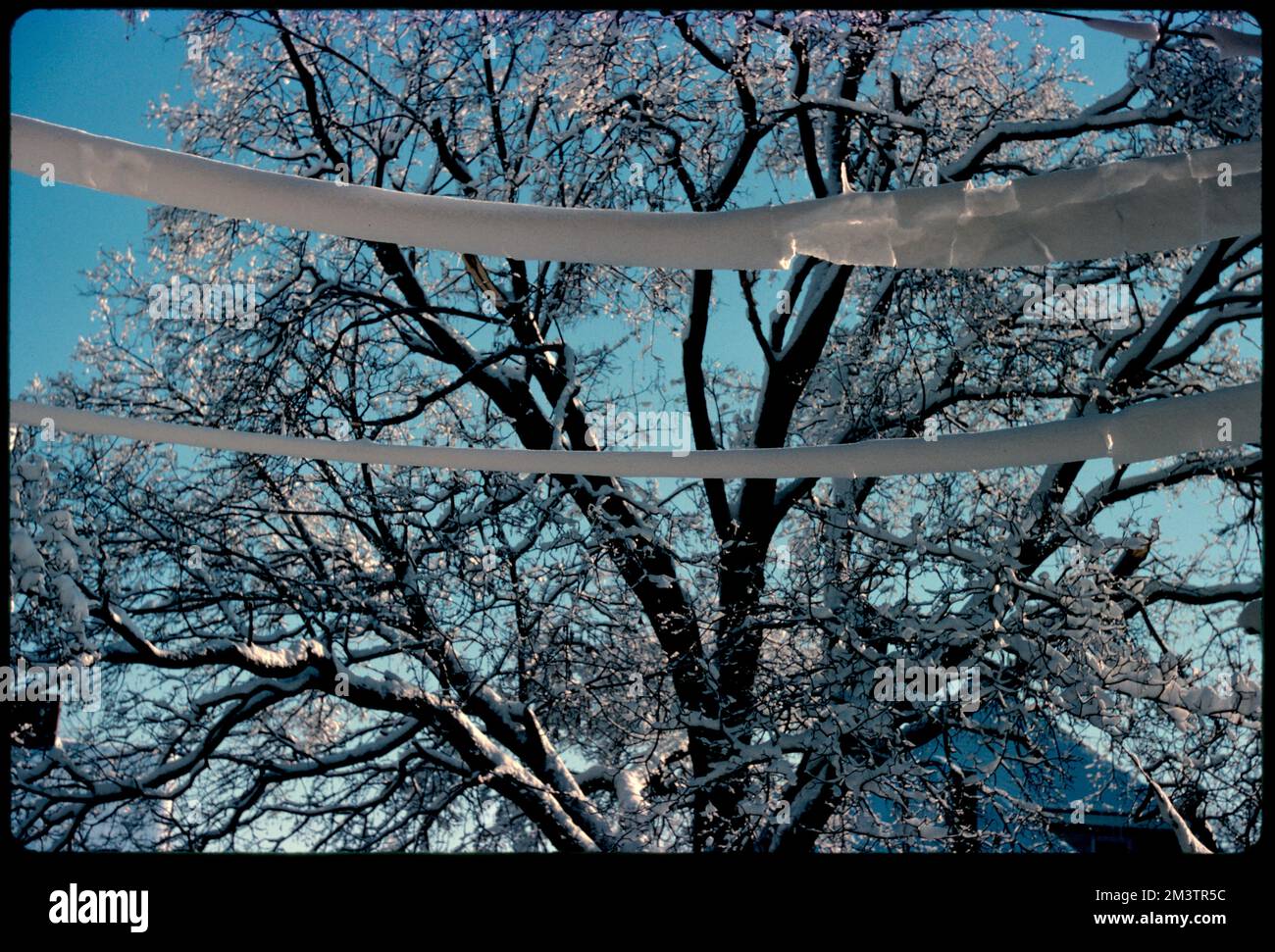 Snow-covered tree and power lines , Snow, Trees, Electric lines. Edmund ...