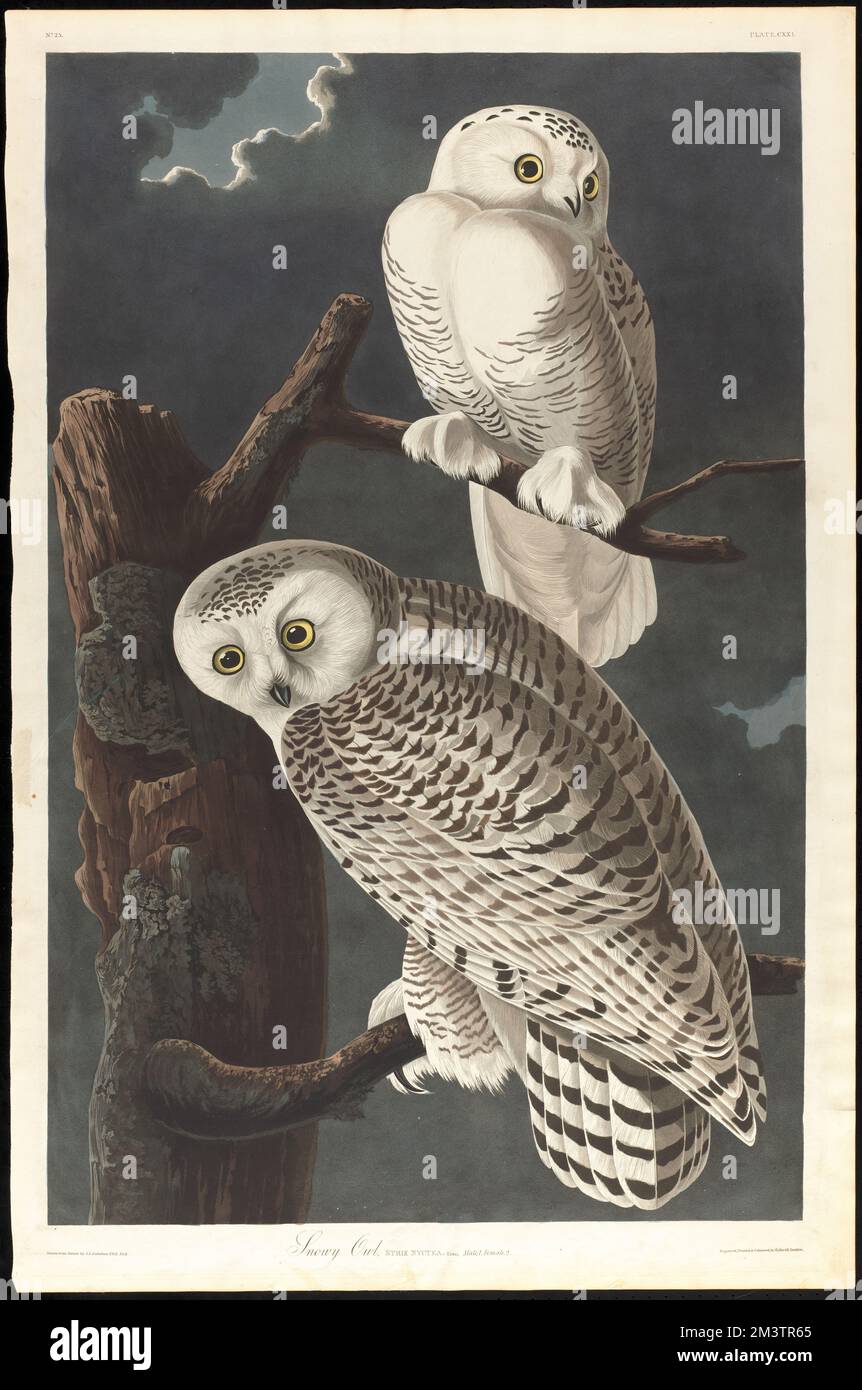 Snowy owl : Strix nyctea, Linn. Male, 1, female, 2. c.1 v.2 plate 121 ...