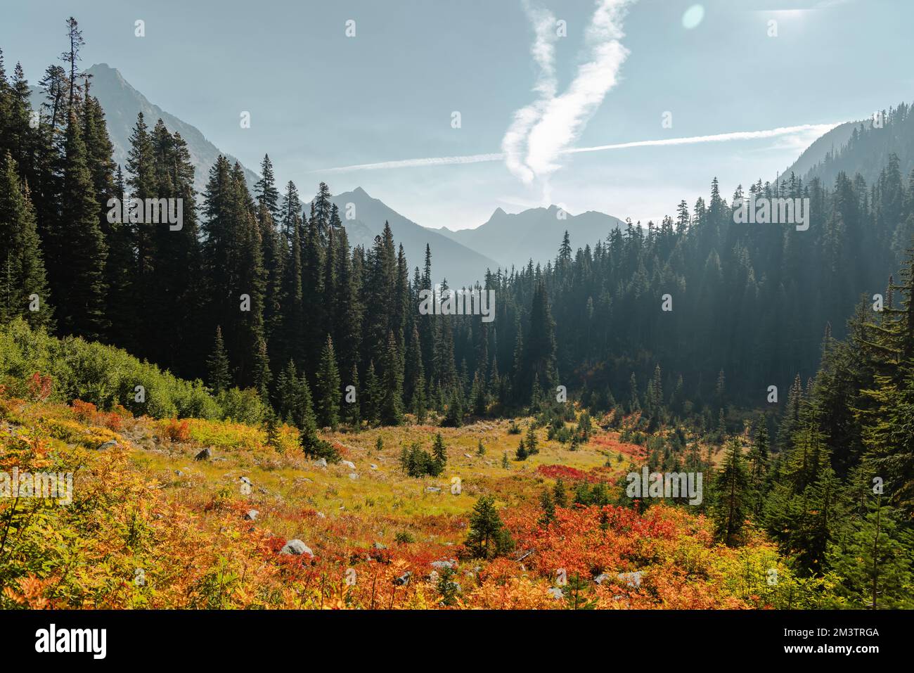 Horizontal Photo of lush high mountain altitude huckleberry bushes ...