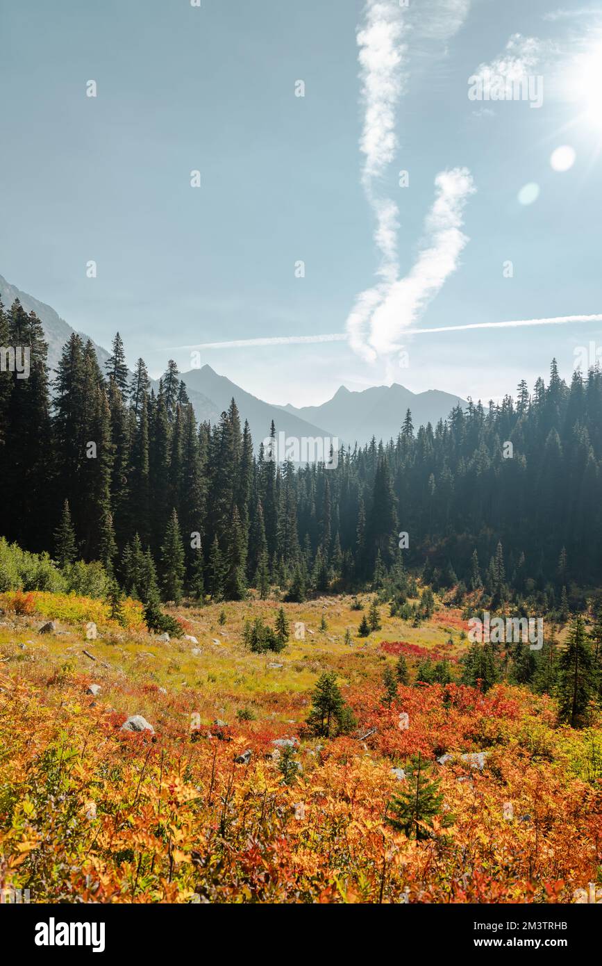 Vertical Photo of lush high mountain altitude huckleberry bushes ...