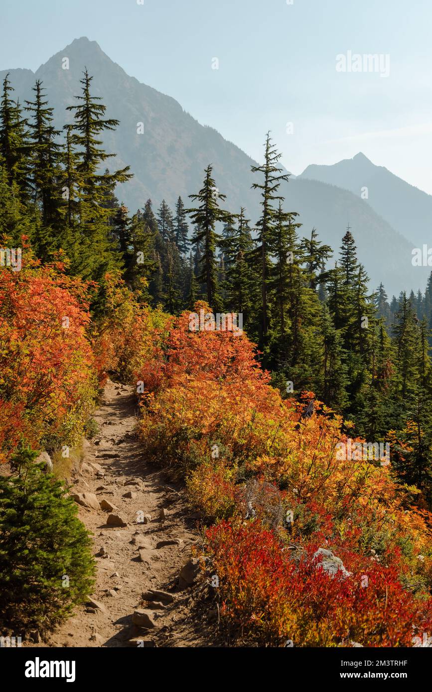 Vertical Photo of lush high mountain altitude huckleberry bushes ...