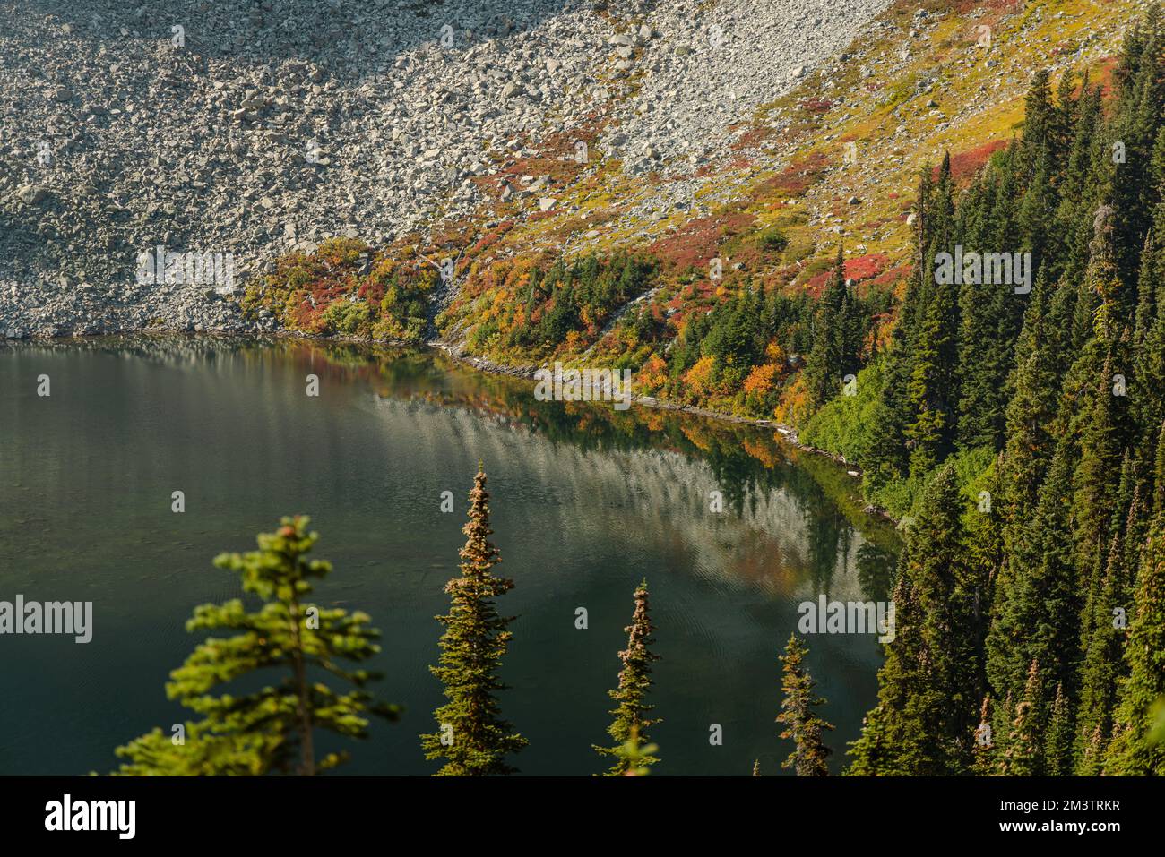 Horizontal Zoom Photo of lush high mountain altitude massive conifer ...
