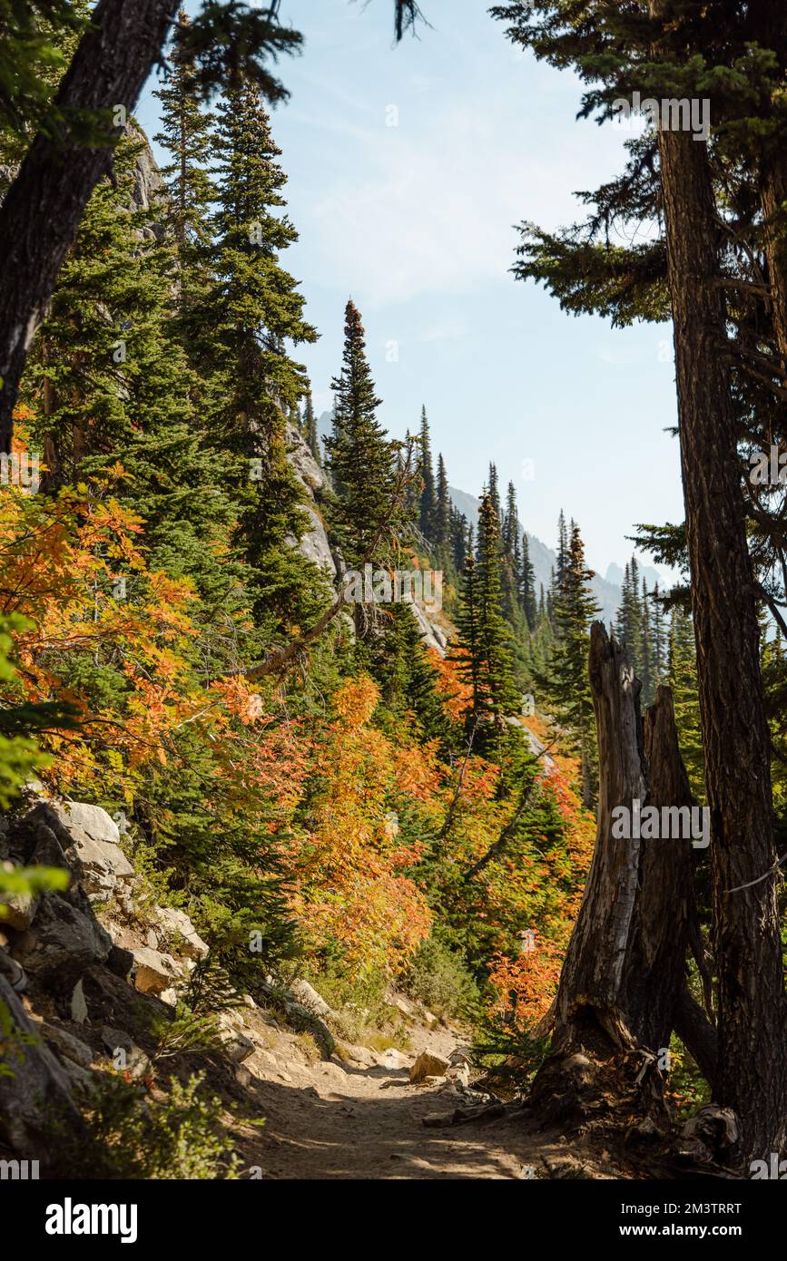 Vertical Photo of lush high mountain altitude huckleberry bushes ...