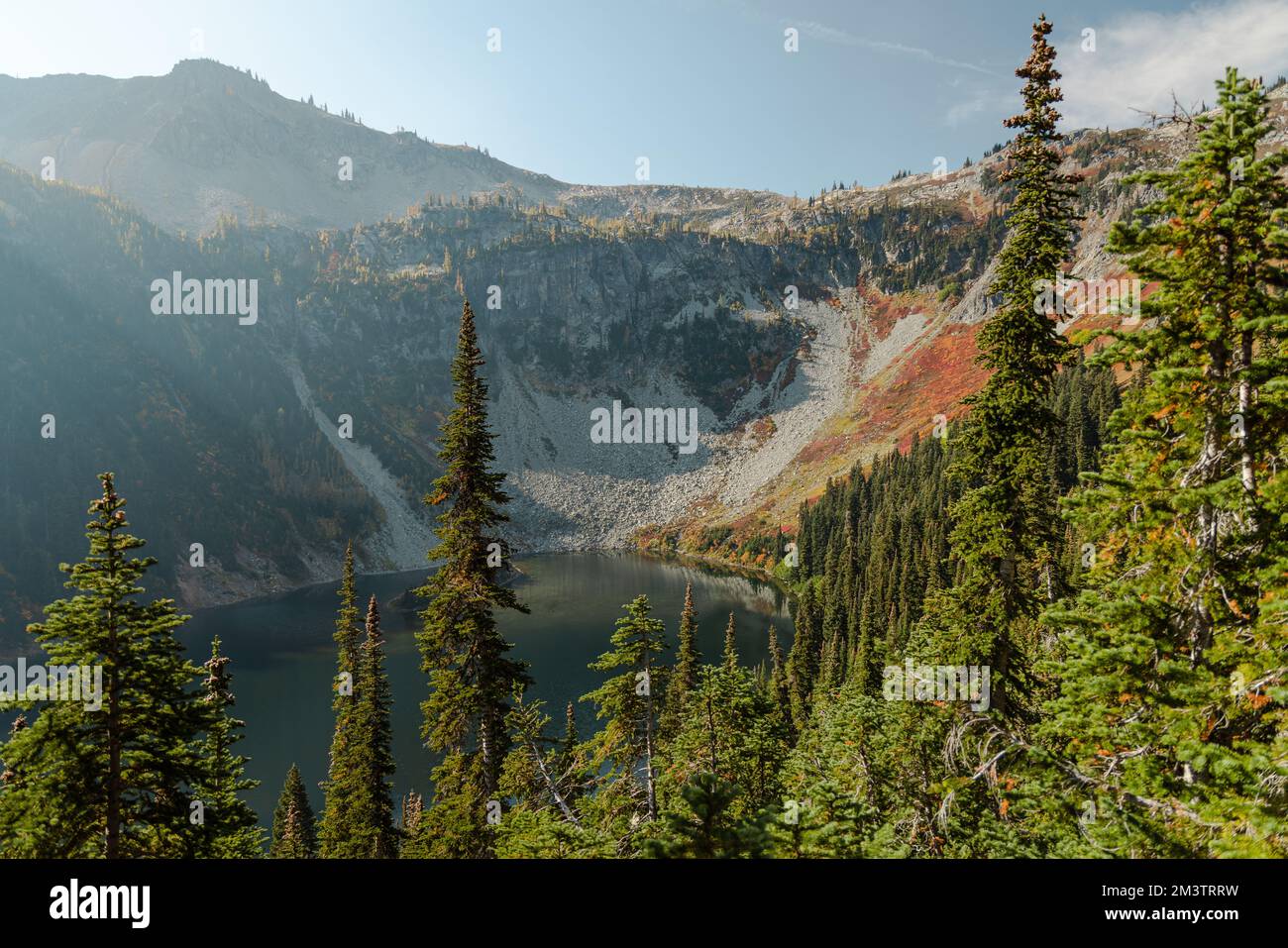 Horizontal wide Photo of lush high mountain altitude massive conifer ...