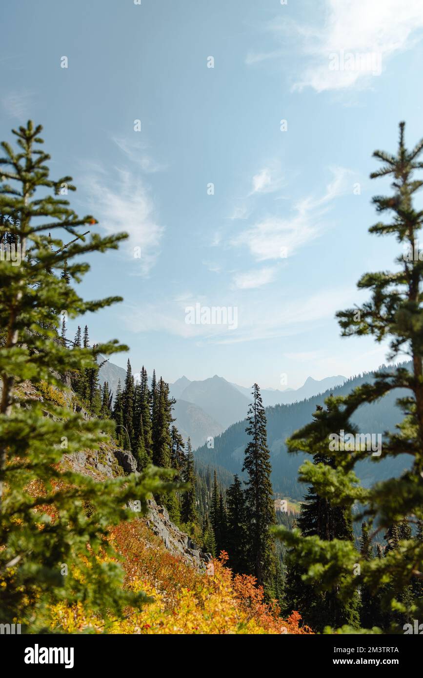 Vertical Photo peaking through high mountain altitude huckleberry ...