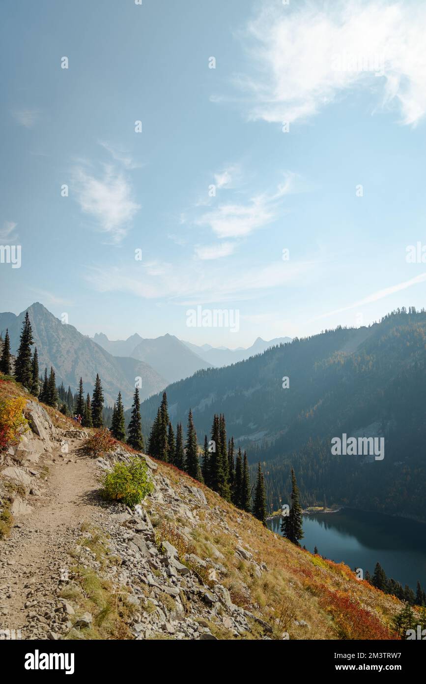 Vertical Photo of lush high mountain altitude huckleberry bushes ...