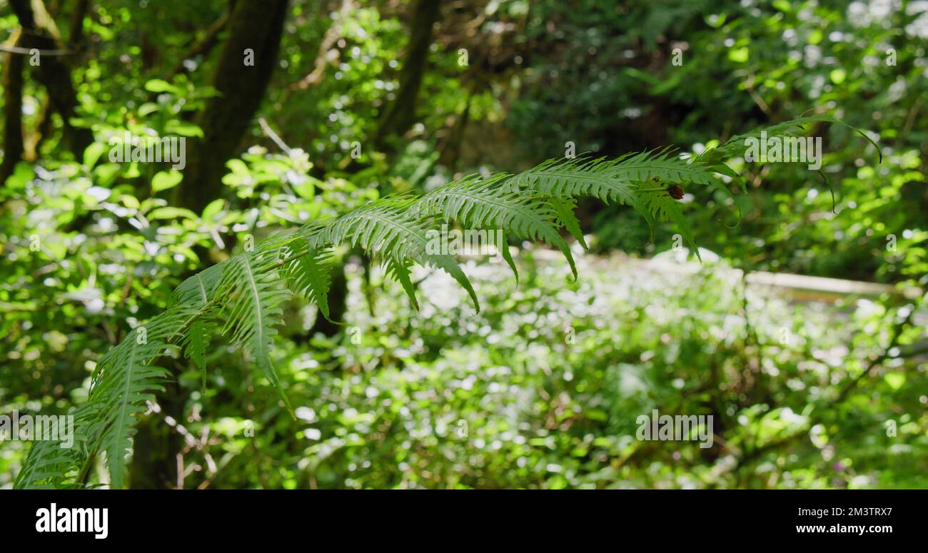 Green fern leaves lit by the sun. Fern Leaves in Sunlight. Needles on a ...