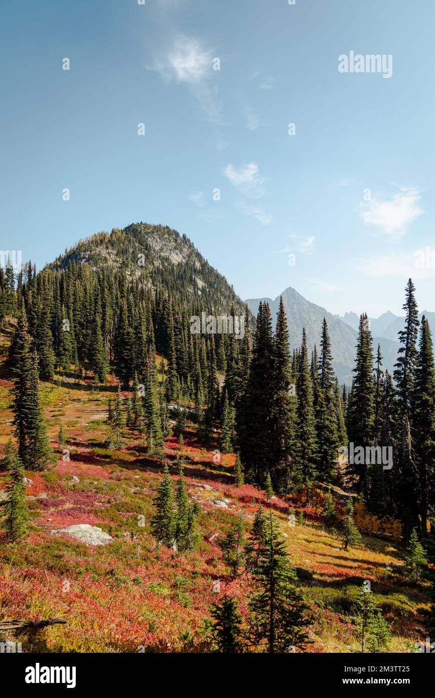 Vertical Photo of lush high mountain altitude huckleberry bushes ...