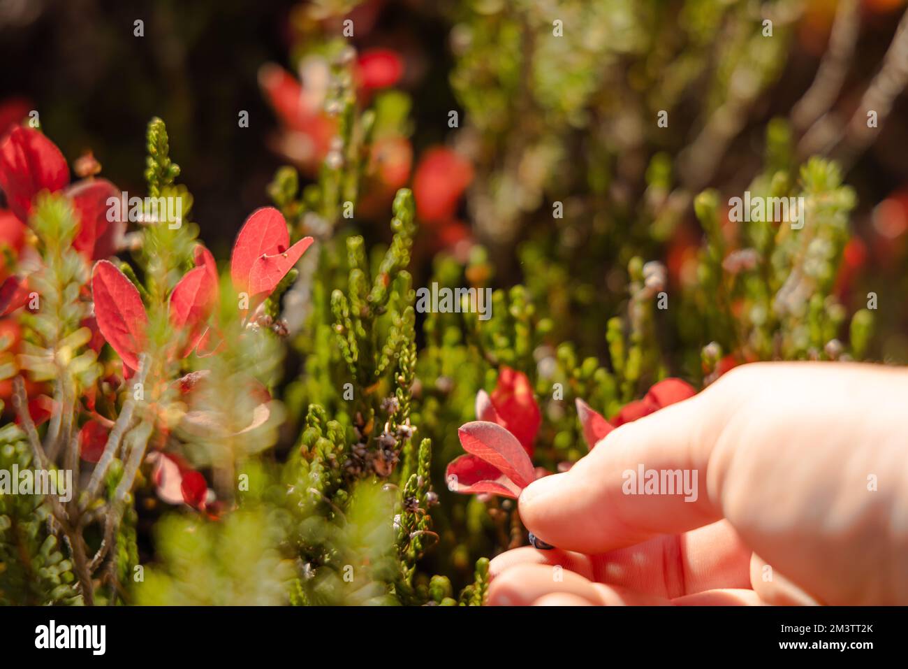 Close up view of a hand picking wild huckleberries in lush high ...