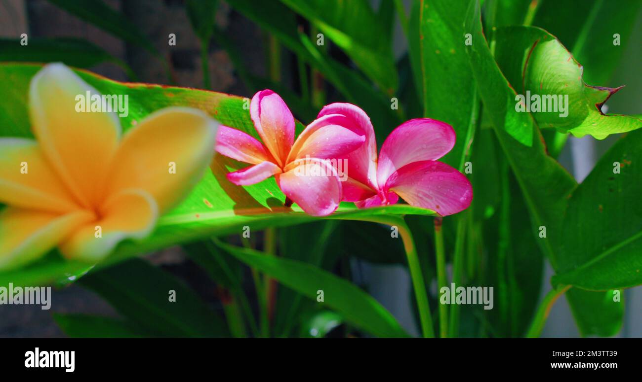 Rain season in tropical Bali Island wild red pink yellow wet orchid ...