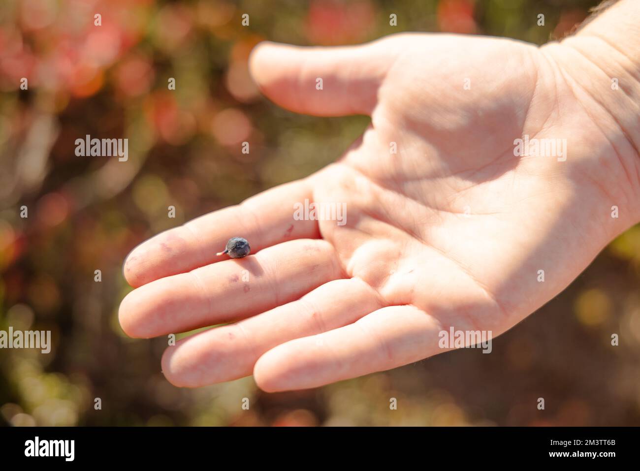 Close up view of a hand holding one wild huckleberry in lush high ...