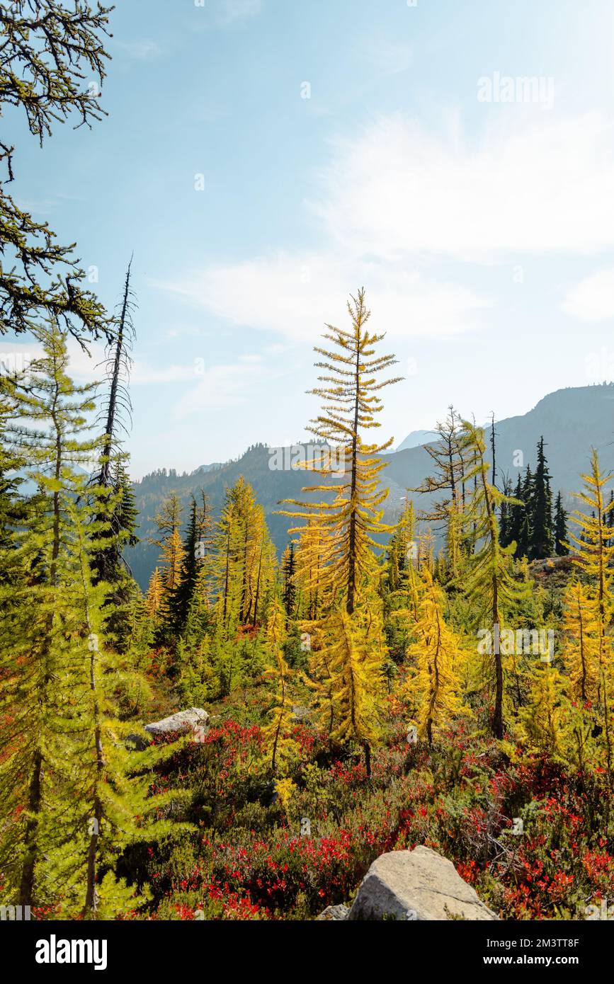 Stunning fall autumn yellow green colors of beautiful Larch trees on ...