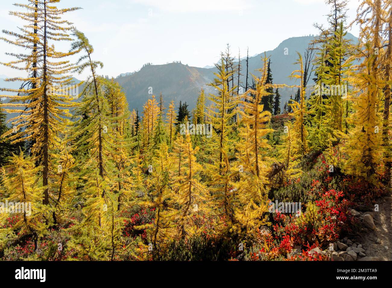 Stunning fall autumn yellow green colors of beautiful Larch trees on ...