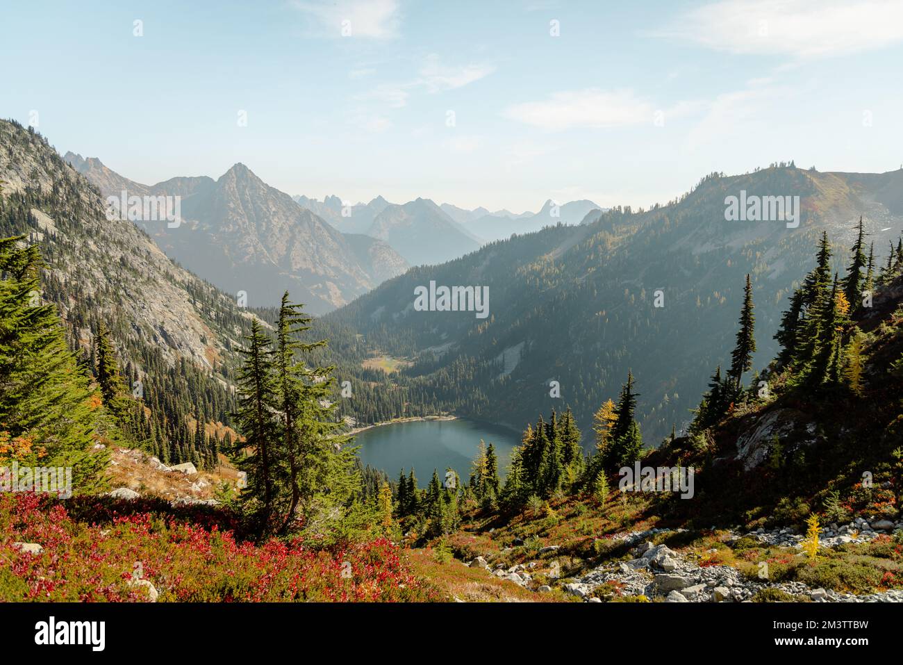 Horizontal wide Photo of lush high mountain altitude massive conifer ...