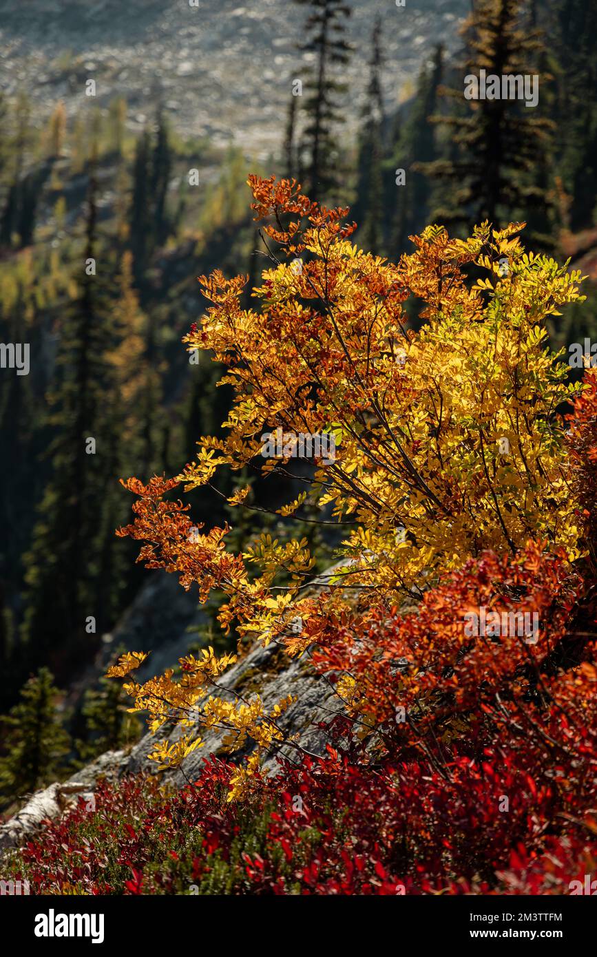 Vertical Photo of lush high mountain altitude massive conifer trees off ...