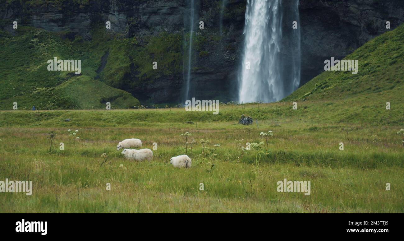Seljalandfoss waterfall Iceland in rainy moody weather and grazing ...
