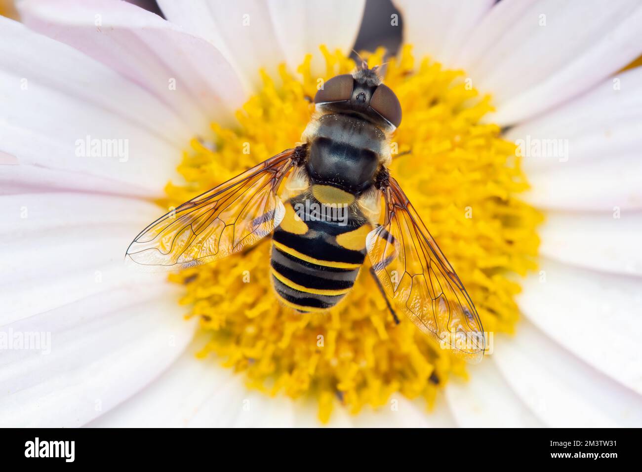 Eristalis transversa Diptera: Syrphidae - The hoverflies are a family ...