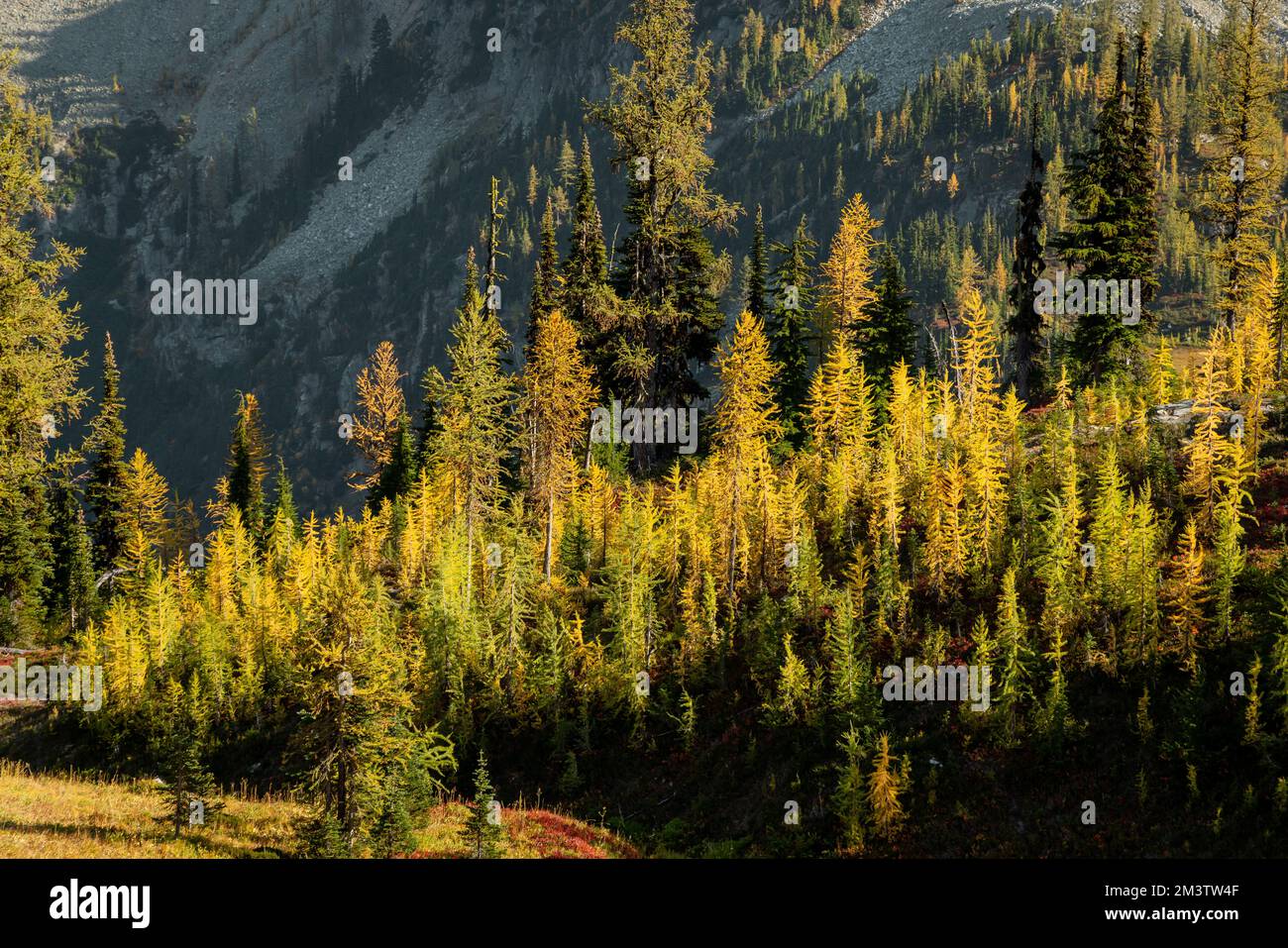 Stunning fall autumn yellow green colors of beautiful Larch trees on ...