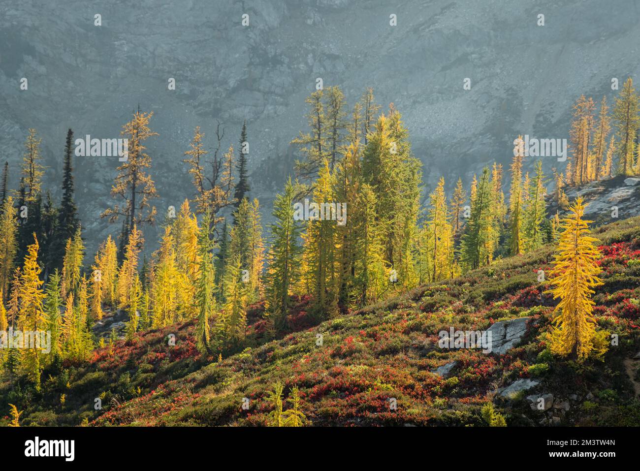 Stunning fall autumn yellow green colors of beautiful Larch trees on ...