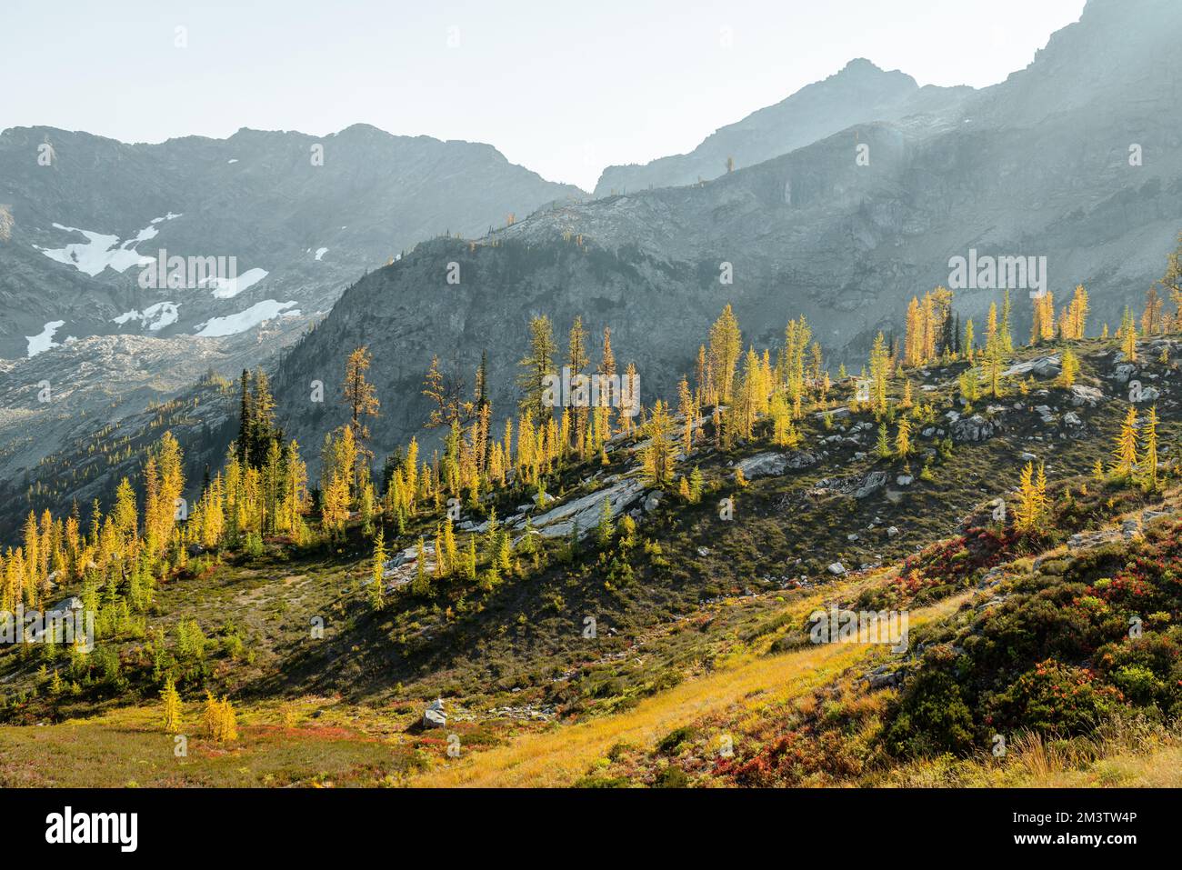 Stunning fall autumn yellow green colors of beautiful Larch trees on ...