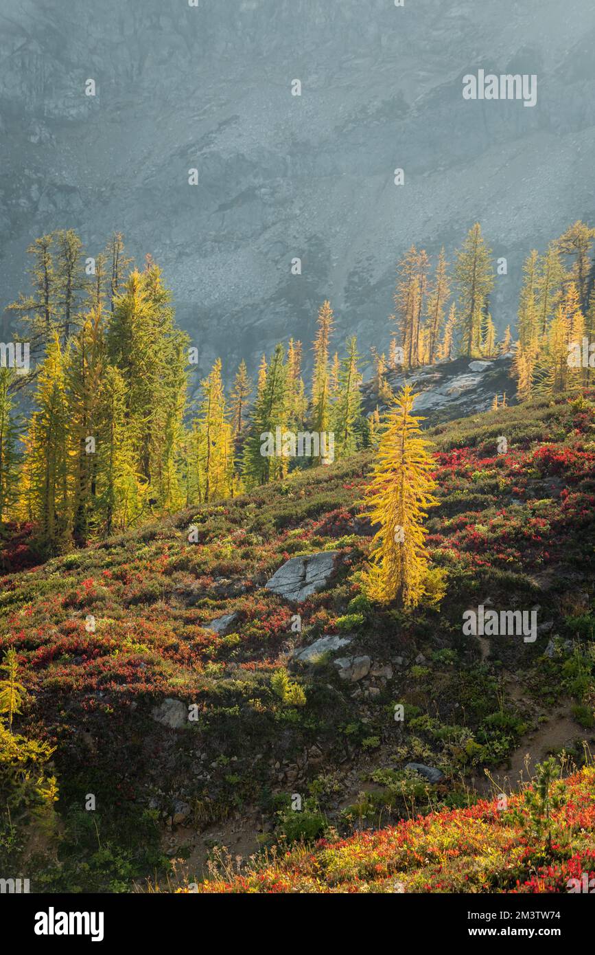 Stunning fall autumn yellow green colors of beautiful Larch trees on ...