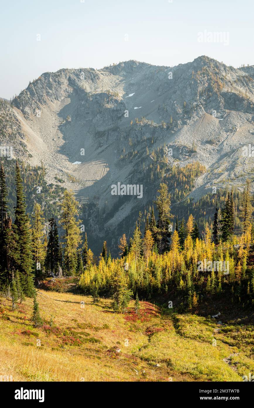 Stunning fall autumn yellow green colors of beautiful Larch trees on ...