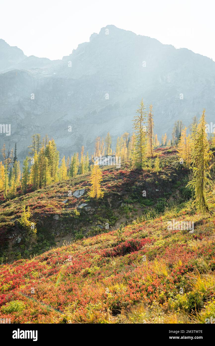 Stunning fall autumn yellow green colors of beautiful Larch trees on ...