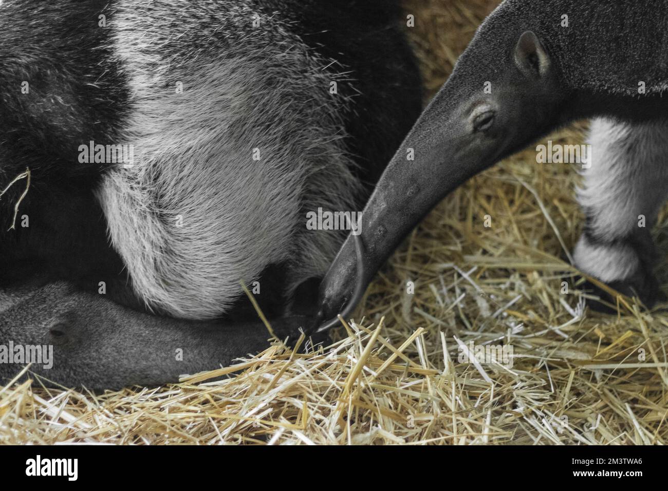 The anteaters standing on weathered grass with their noses close Stock ...