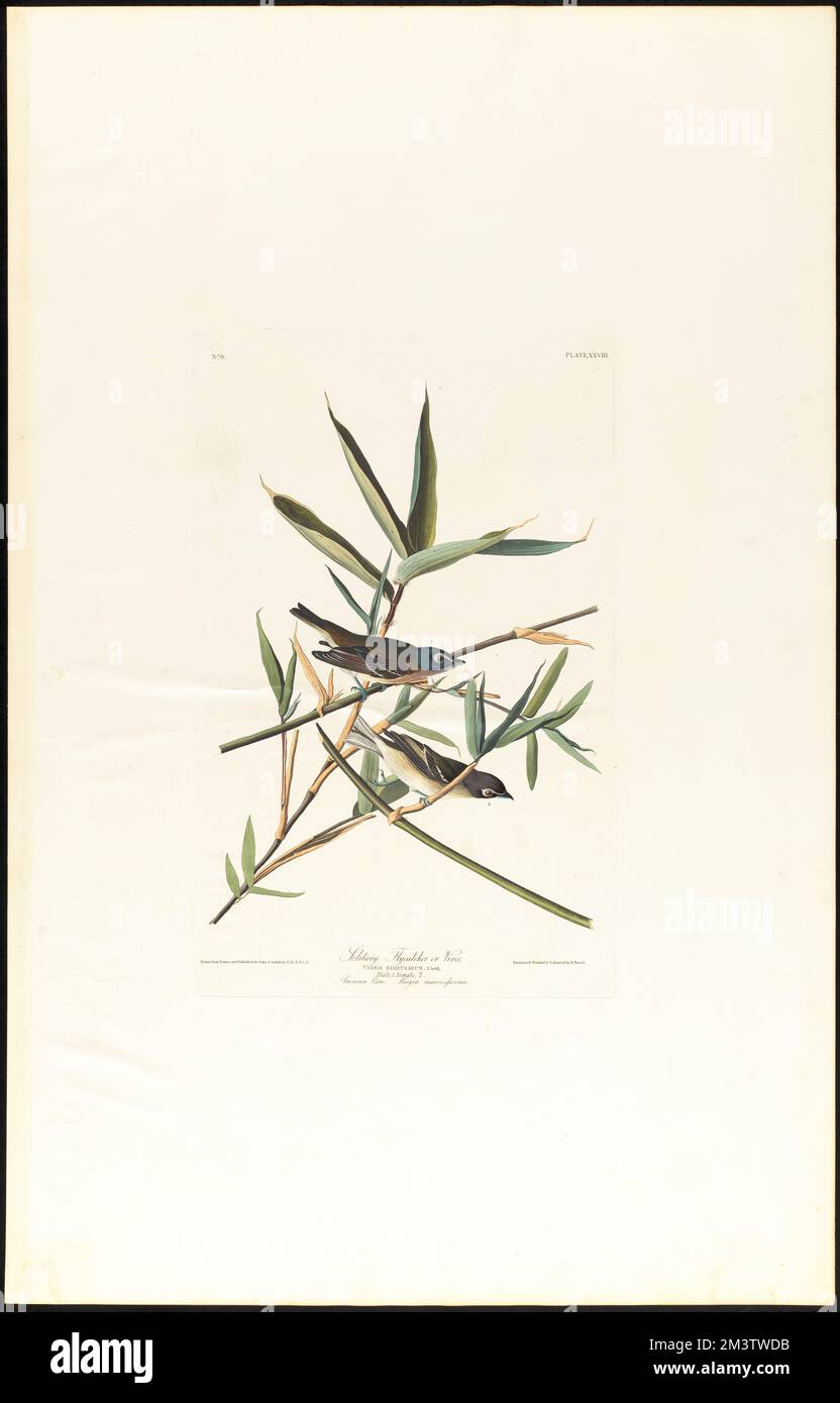 Solitary flycatcher or vireo : Vireo solitarius, Vieill. Male, 1 ...