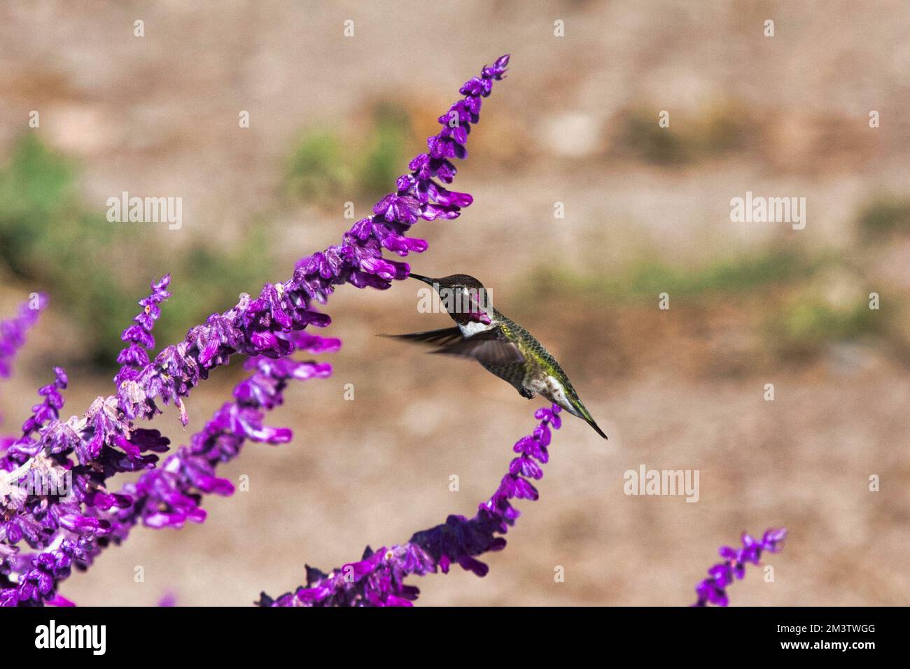 Humming bird feeding on nectar while hovering in midair next to a ...