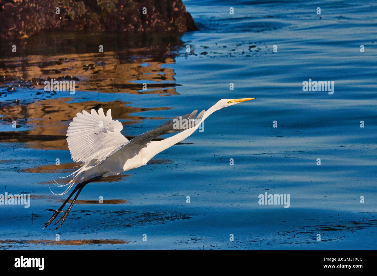 Beautiful great white egret taking flight from the ocean surface Stock ...