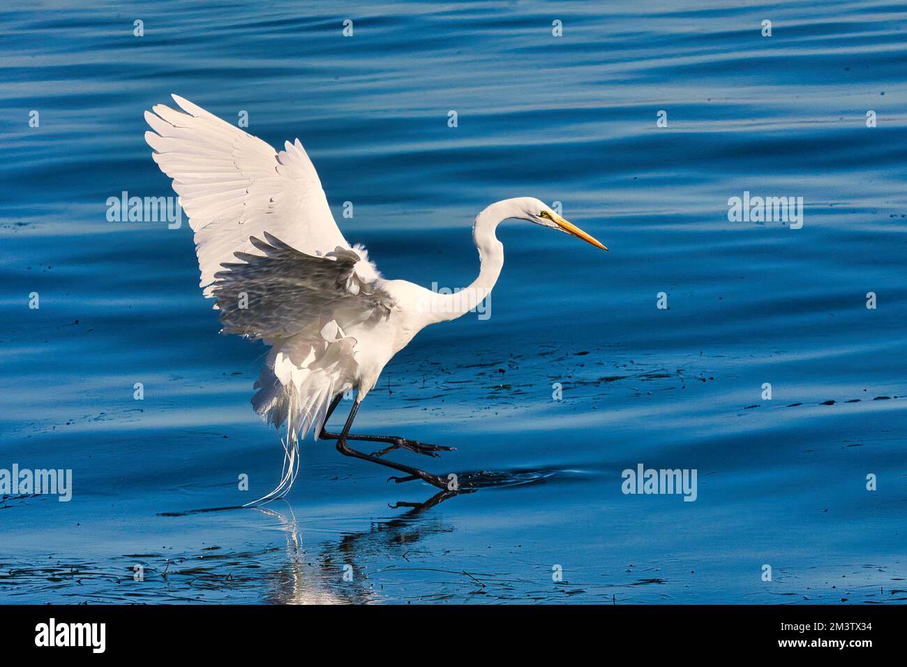 Beautiful great white egret taking flight from the ocean surface Stock ...