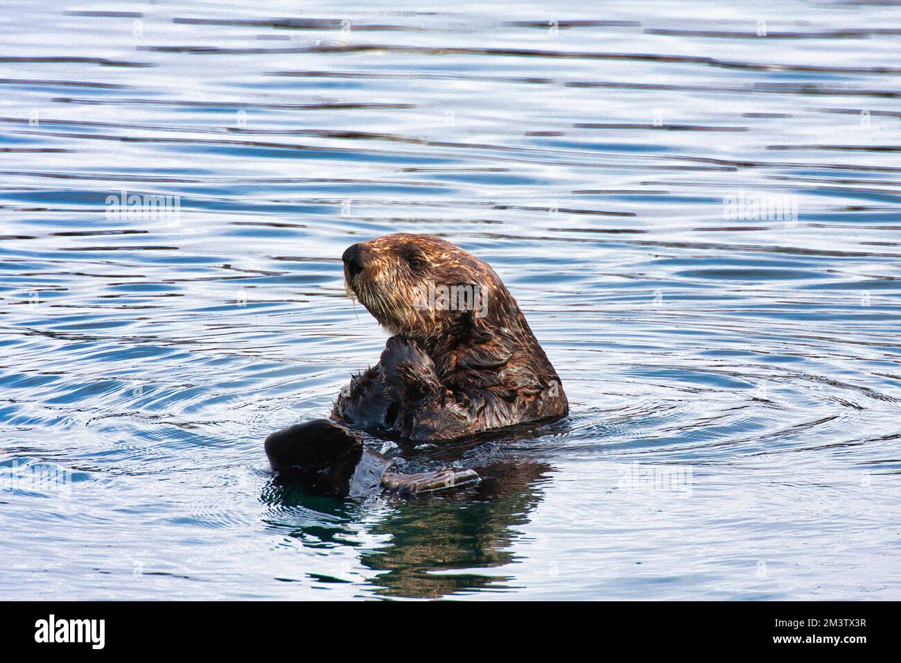 Adult sea otter grooming while afloat in the monterey boat harbor Stock ...