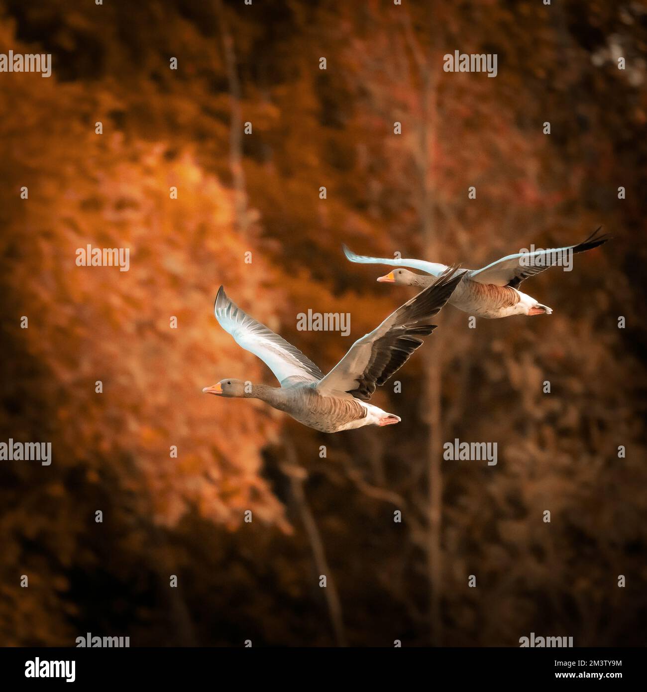 Beautiful shot two geese hi-res stock photography and images - Alamy