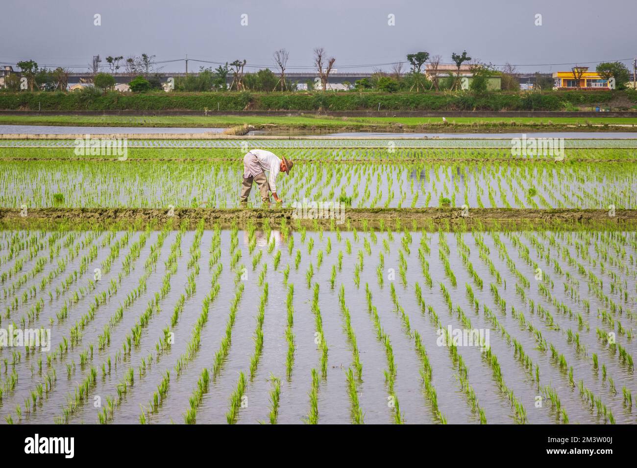 Yilan County, Taiwan - February 25, 2022 - Farmer planting rice in ...