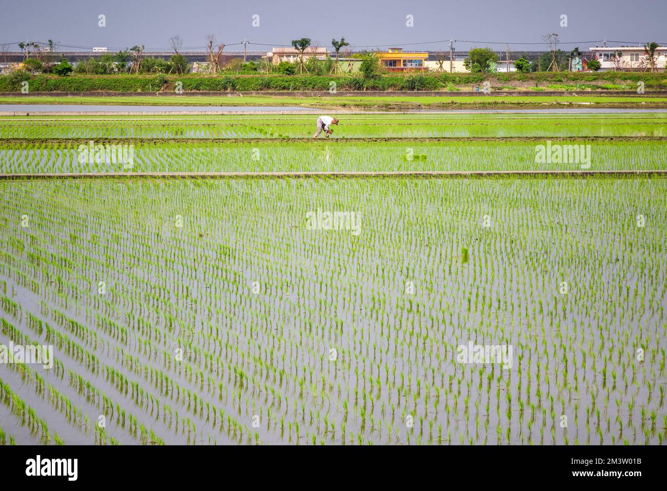 Transplanted rice hi-res stock photography and images - Alamy