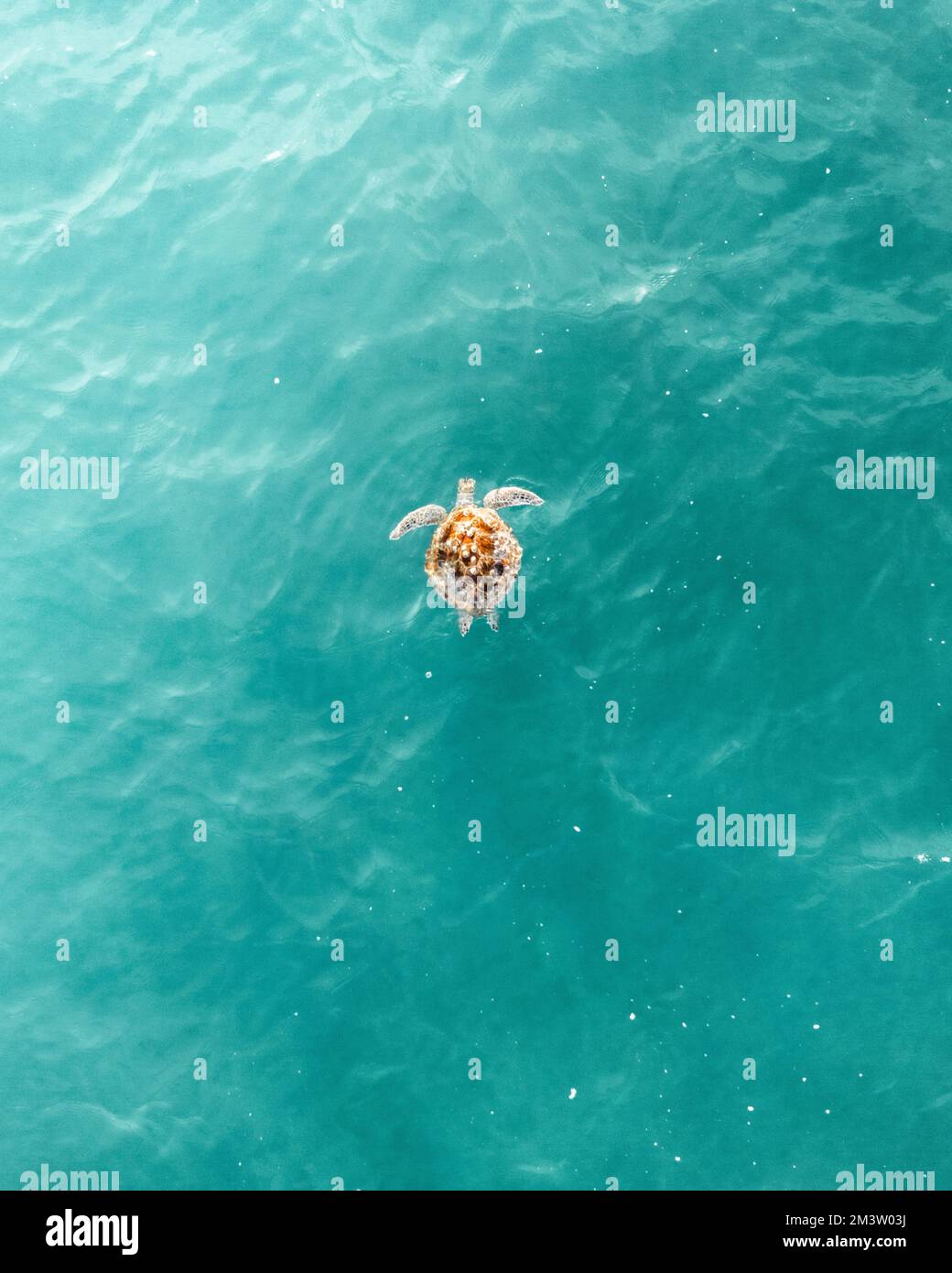 A vertical shot of a turtle swimming on the sea Stock Photo - Alamy