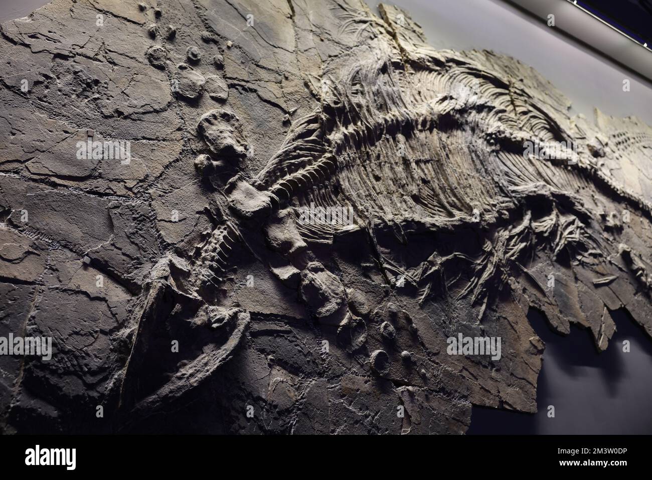 Fossil findings hi-res stock photography and images - Alamy