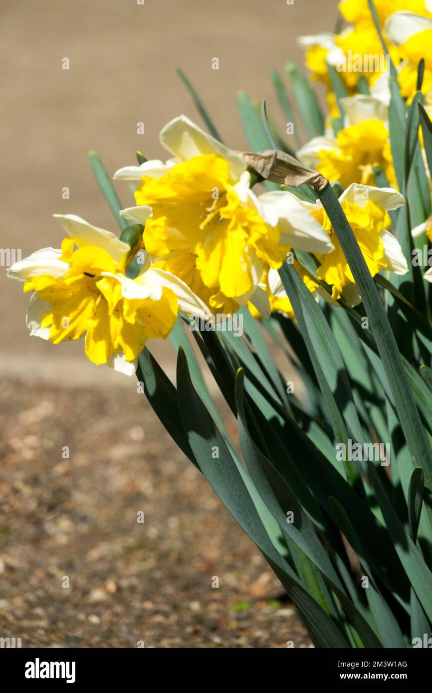 Yellow daffodil, Narcissus, Vibrant, Perennial, Daffodil "Orangery ...